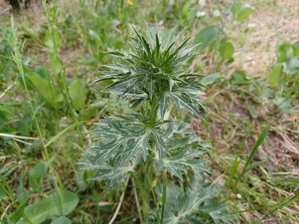 SAS | The Allied Special Forces Memorial Grove